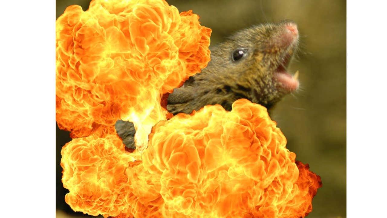 [WARNING! EXTREMELY GRAPHICS 18+ !!!] Mouse Burning Alive!... - YouTube