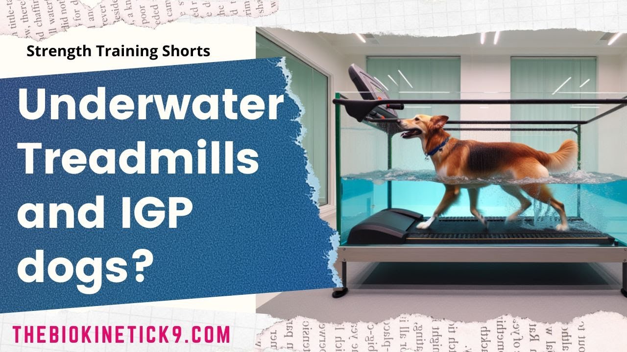 UWTM for IGP Dogs - YouTube