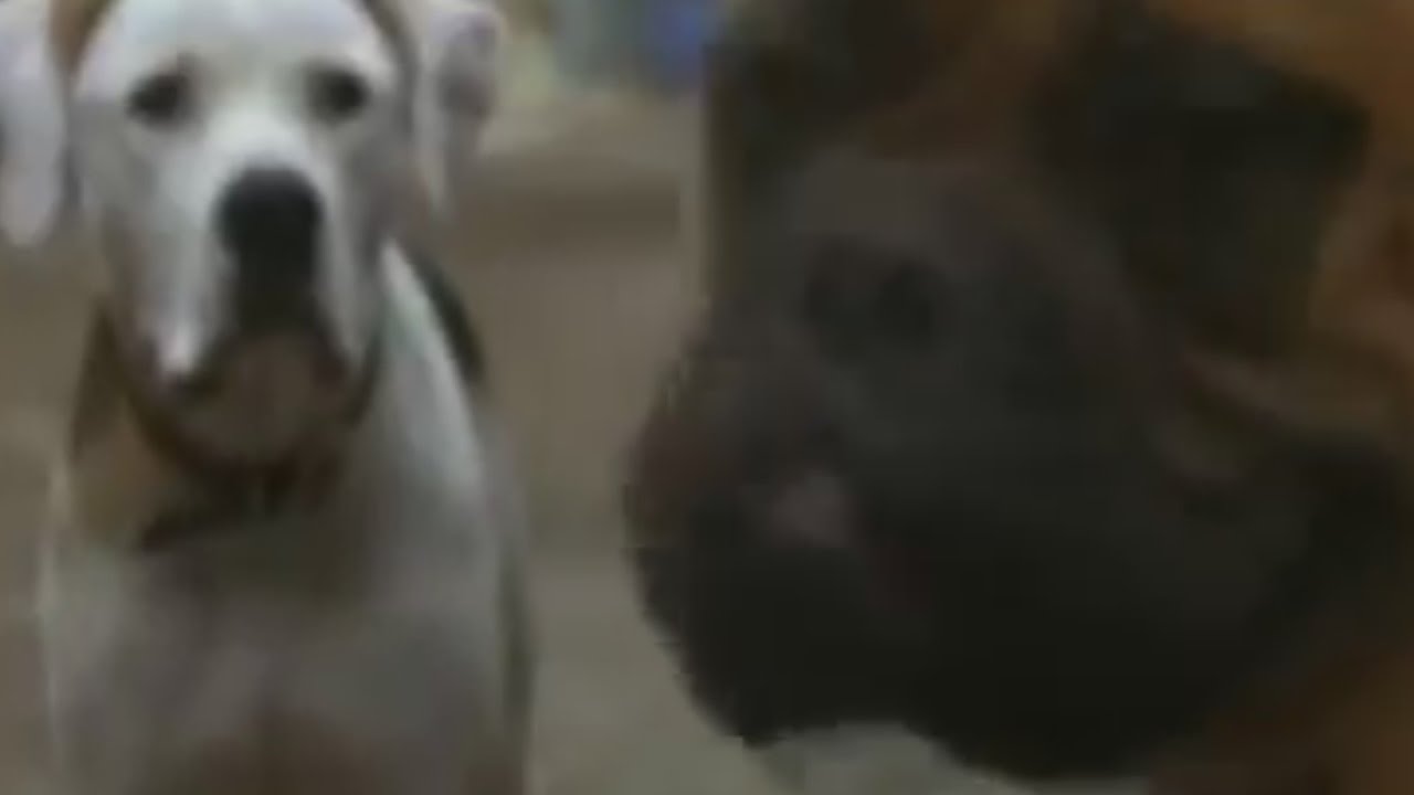 Oogie Boogie burns Ashcan & Pete - YouTube