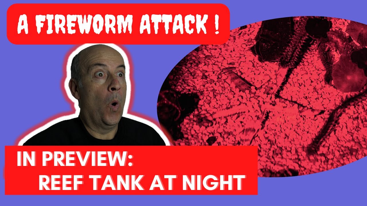 A fireworm attack filmed in a reef tank - YouTube