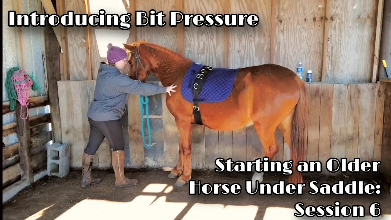 Introducing Bit Pressure, Starting an Older Horse Under Saddle Session 6 - YouTube