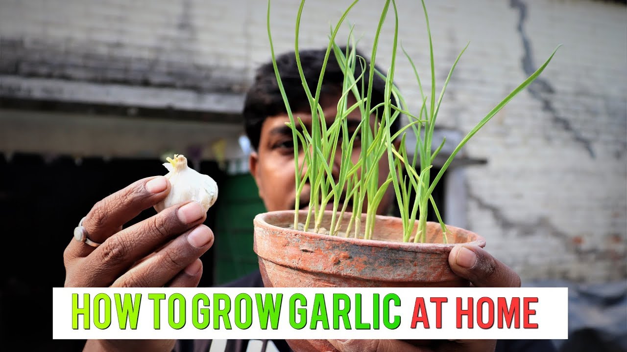 How to Grow Garlic At Home - Grow indoors - YouTube