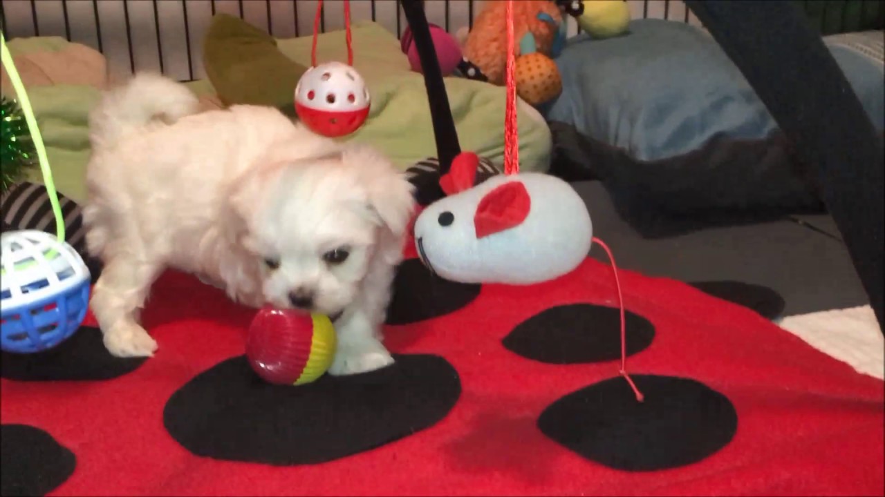 CH Gigolo & Bell Puppies - 6 Weeks Old! - YouTube