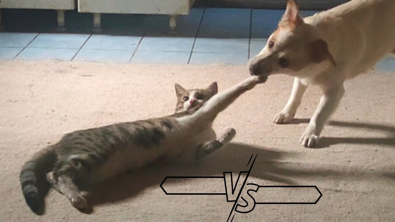cats vs dog funny games of cat and dog - YouTube