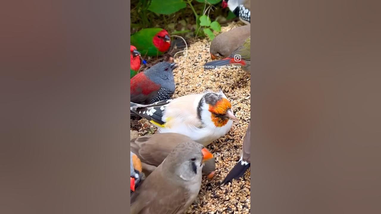 Carduelis Birds Major Goldfinch Mutation Bird Birds Carduelis Goldfinches Birdsounds