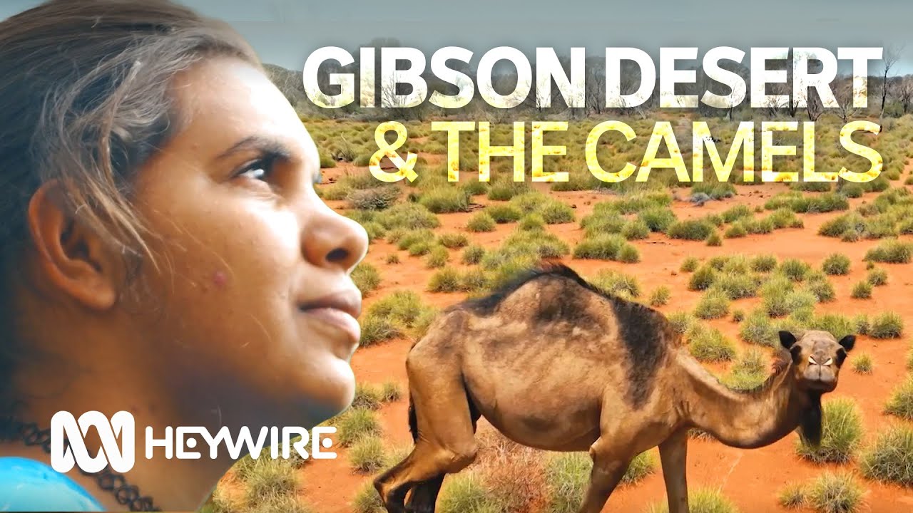 Life in the bush is great, but camels are destroying precious country ...
