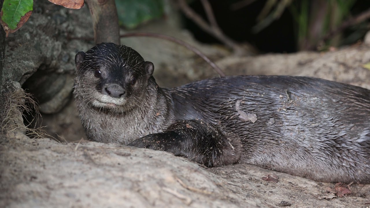 Pregnant Otter Resting outside Den - YouTube