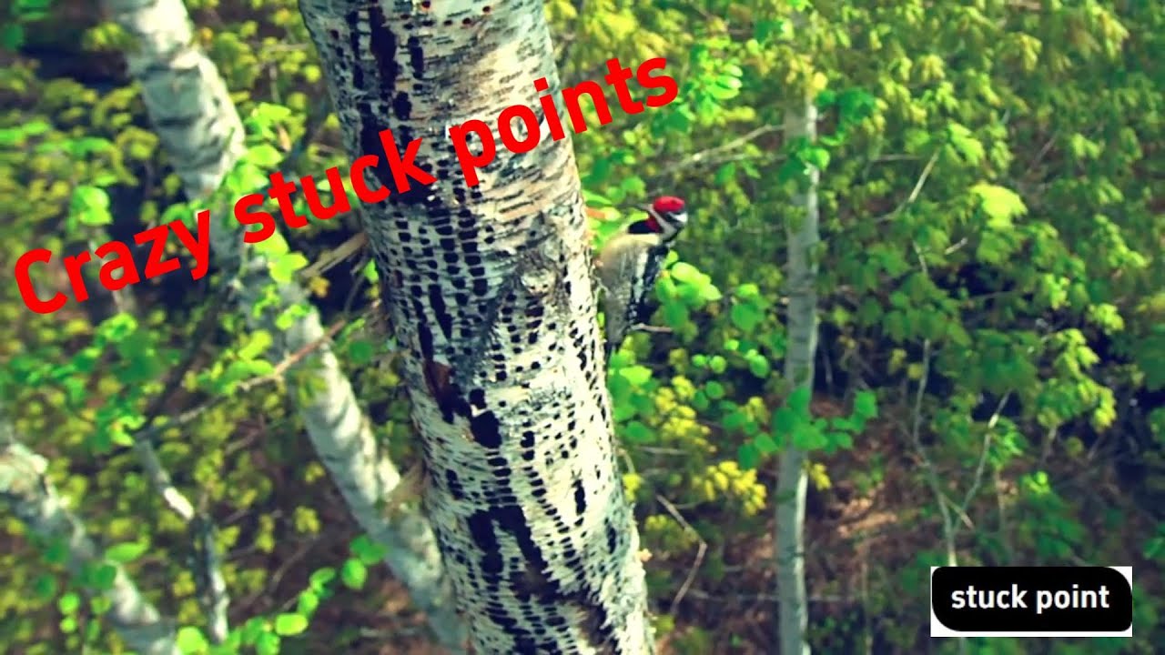 Crazy stuck point,woodpecker,forest doctor Tree: To be honest, I don’t ...