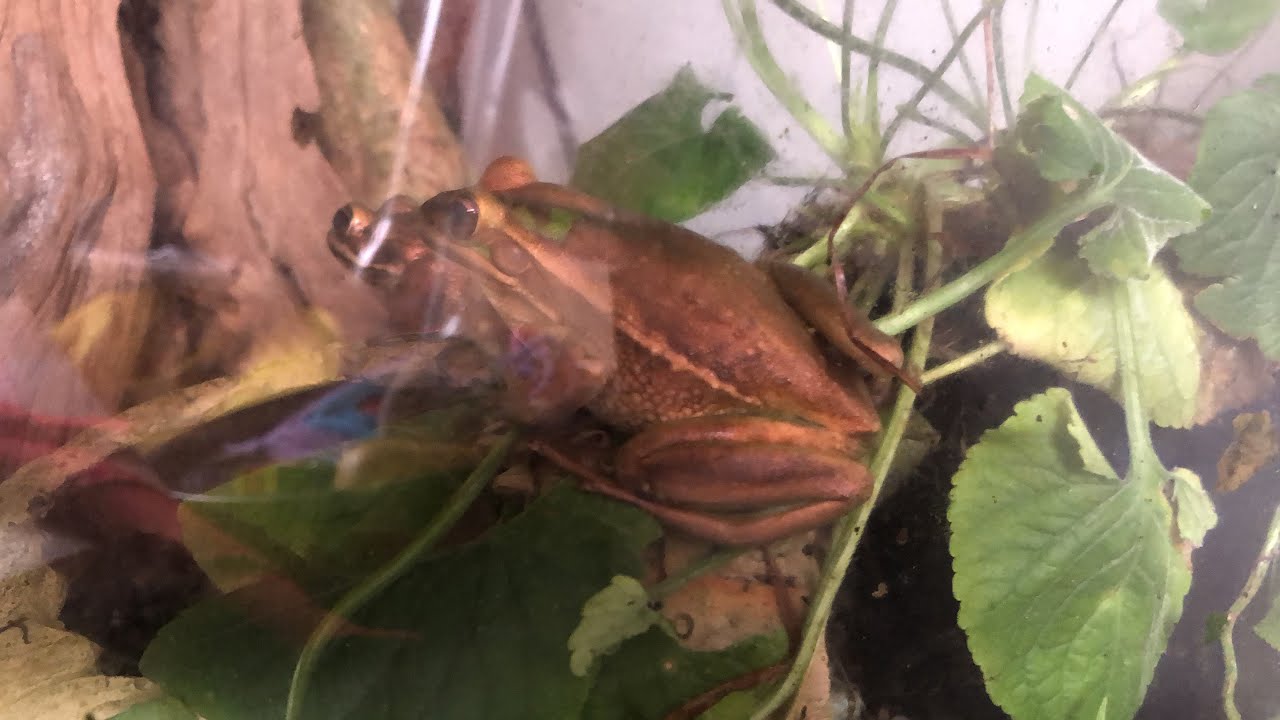 RANDOM: Feeding 🐸 with 🪰 - YouTube