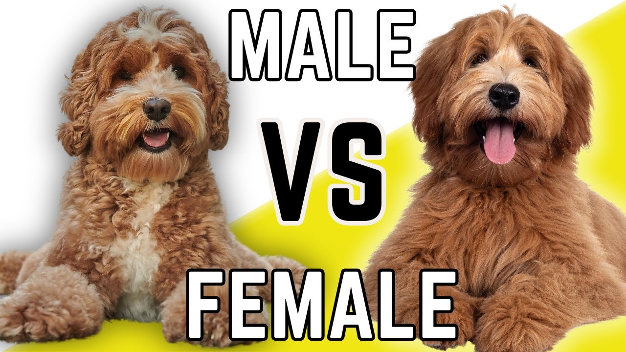 Male Labradoodle VS Female Labradoodle - Compare and Contrast - YouTube