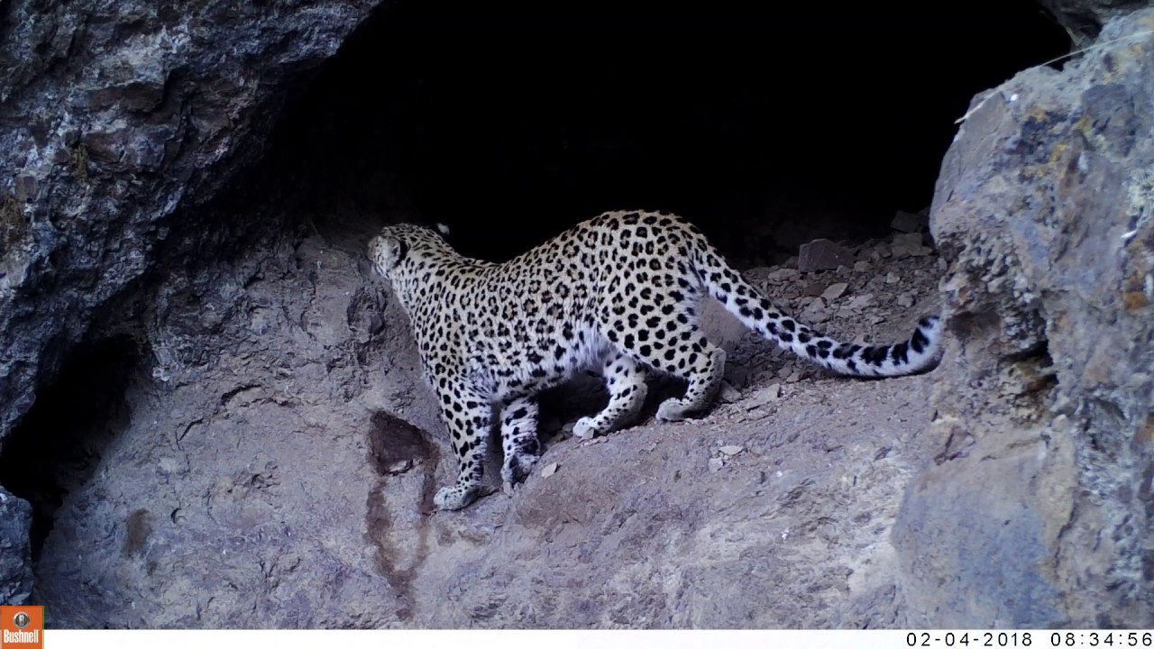Persian leopard caught on camera - YouTube