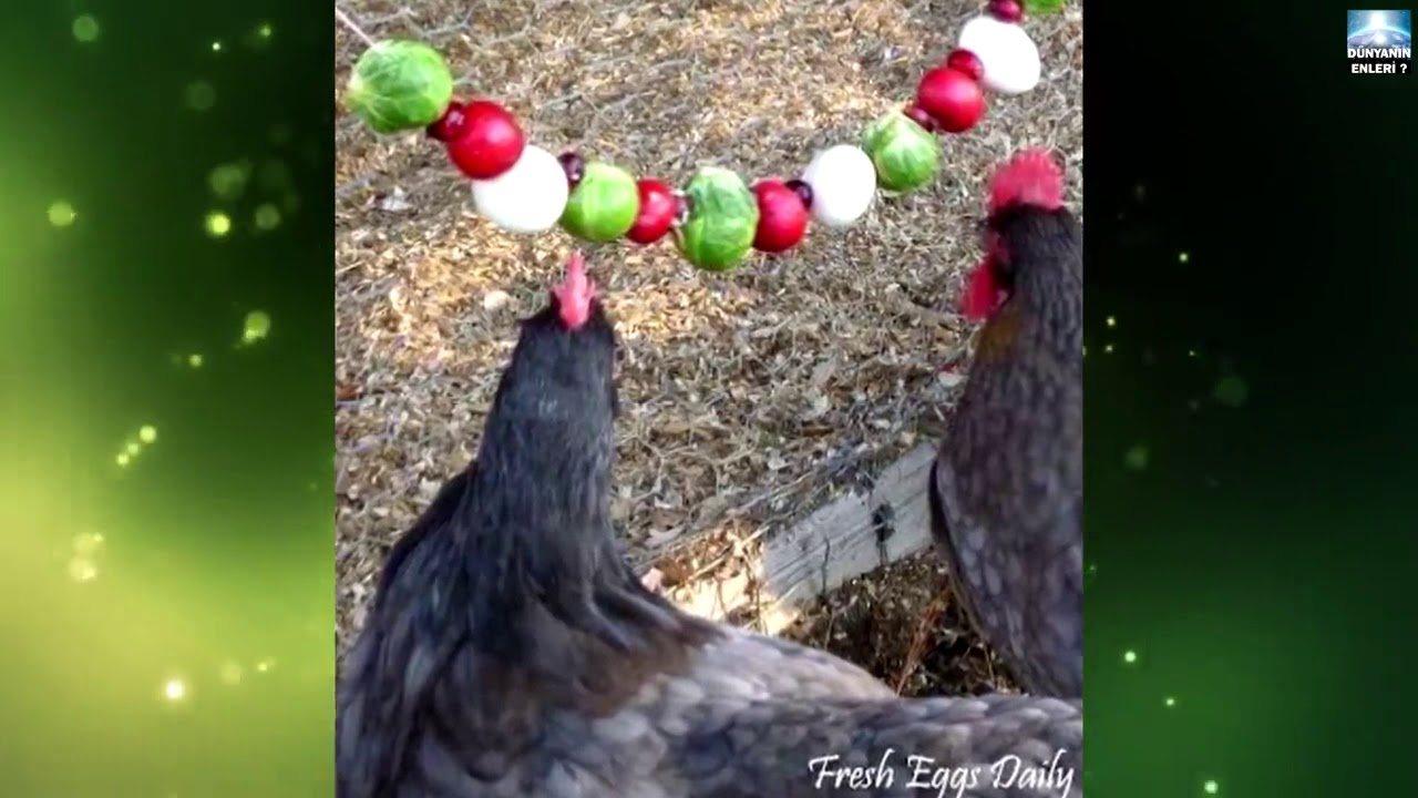 Tovuqlar uchun chiroyli uylar - YouTube