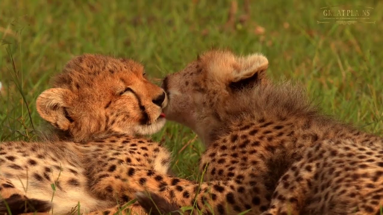 Valentines Day | Great Plains - YouTube