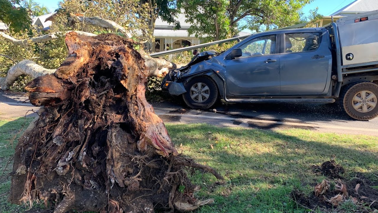 Car Crash in Grafton Tree Falls On Ute Driver Survives Like Hercules ...
