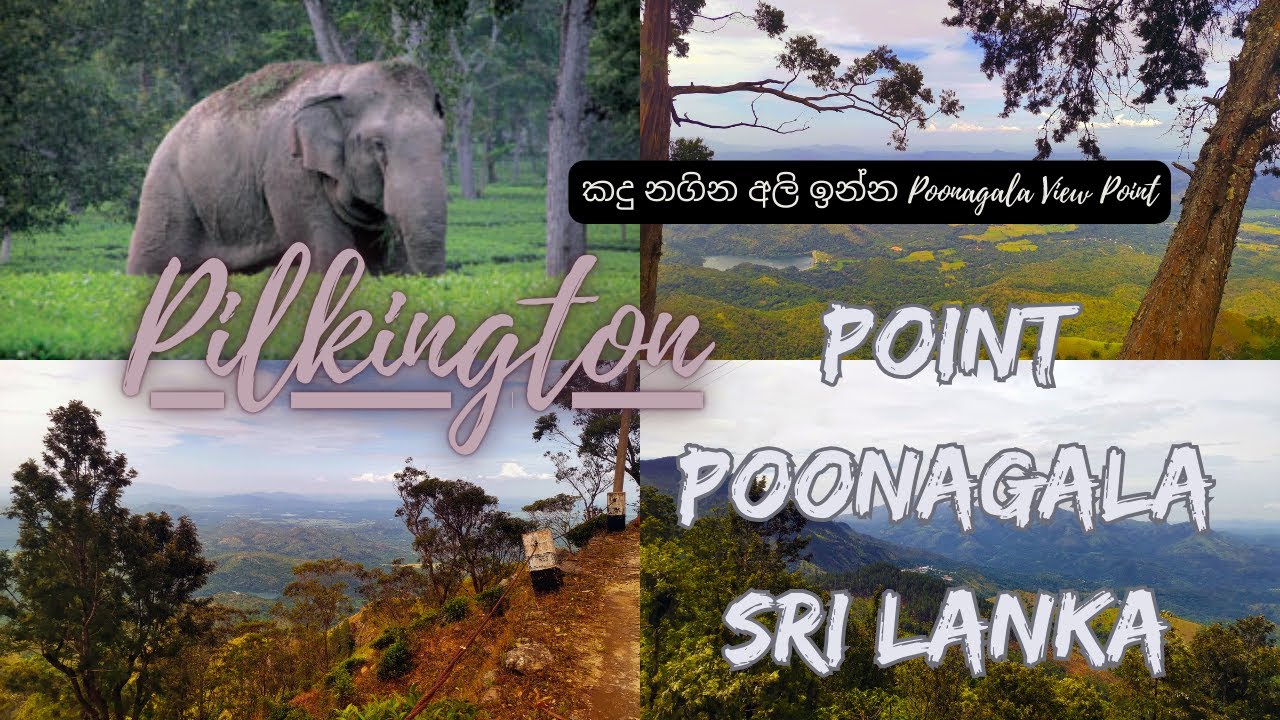 Pilkington Point Poonagala SRI LANKA | Wild Elephant in Sri Lanka ...