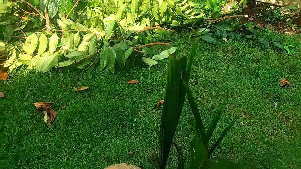 POHON DUA DARI SATU KELAPA BAMBU APUS, PAMULANG, TANGERANG SELATAN ...