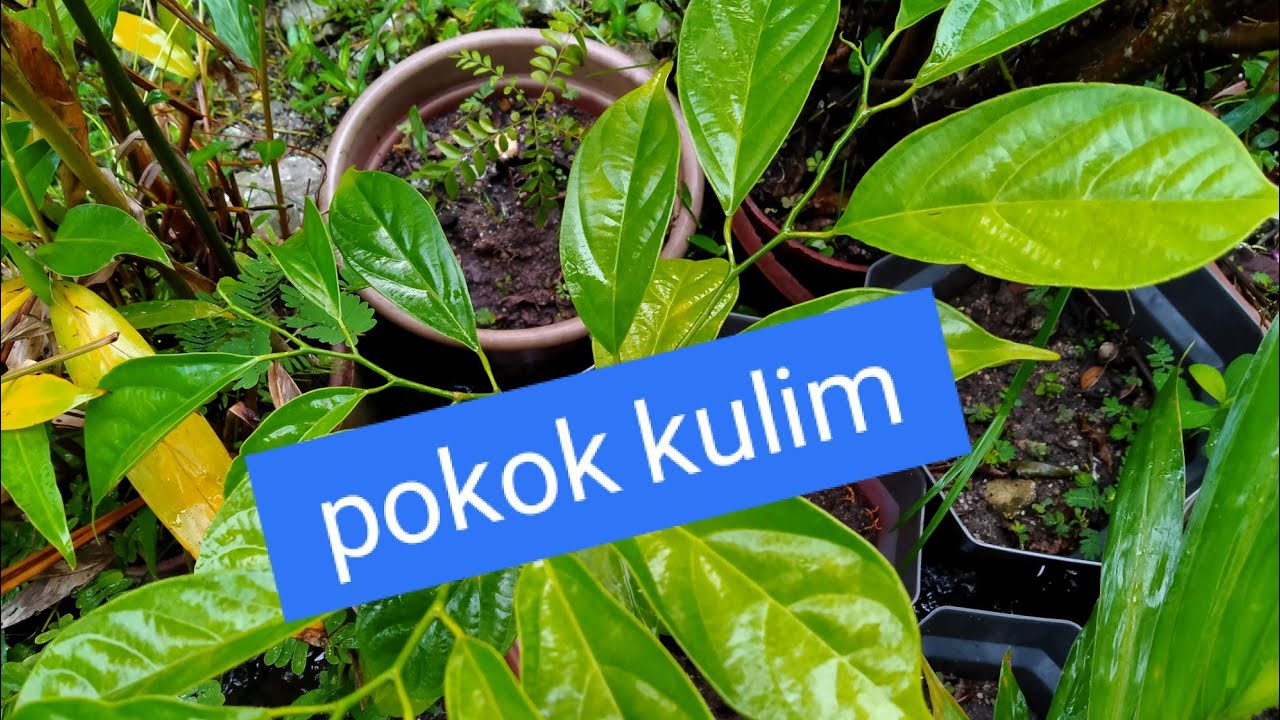 pokok kulim / Scorodocarpus borneensis - YouTube