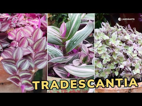 TRADESCANTIA - Cuidados y tipos // Jardinatis