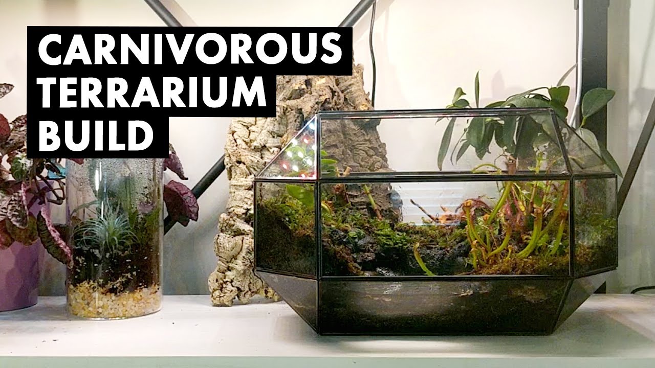 Growing Carnivorous Plants In Terrarium