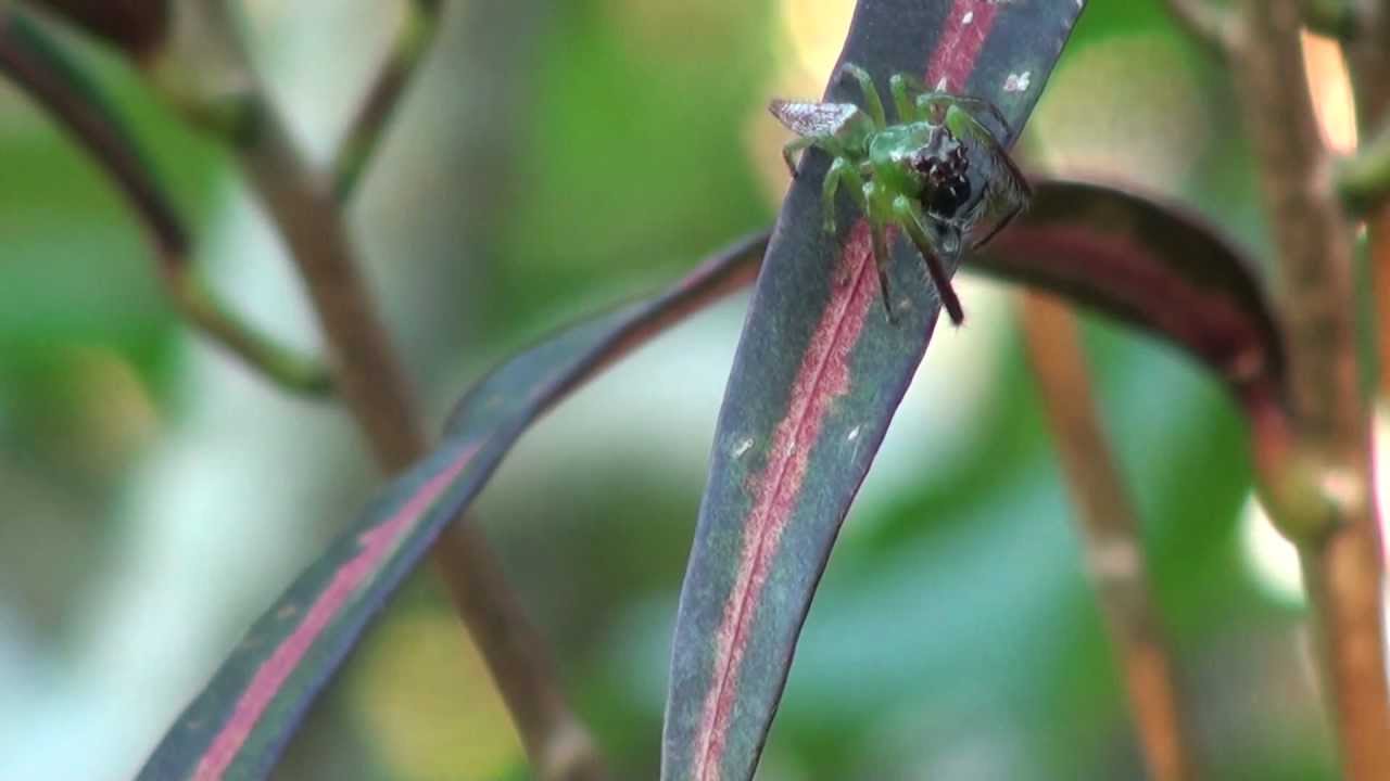 Bali Ubud Insects Sony HDR CX550 - YouTube
