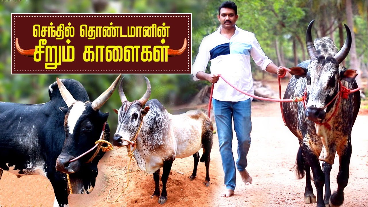 வர்றது செந்தில் தொண்டமான் மாடு தொட்டுப்பாரு! | Senthil Thondaman ...