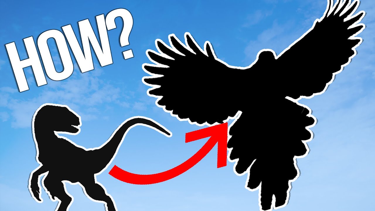 How Birds Evolved Flight - YouTube