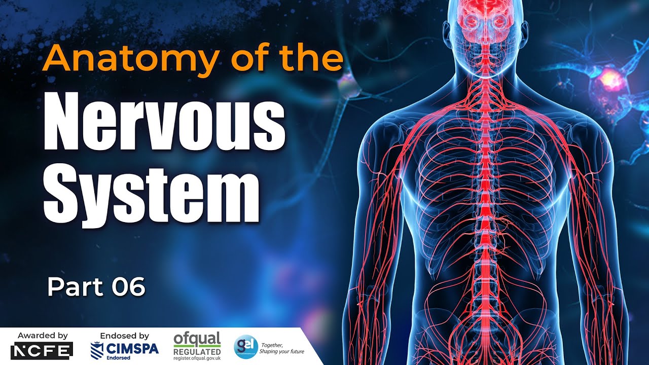 What Makes Up the Nervous System? I Level 3 Diploma in Personal ...