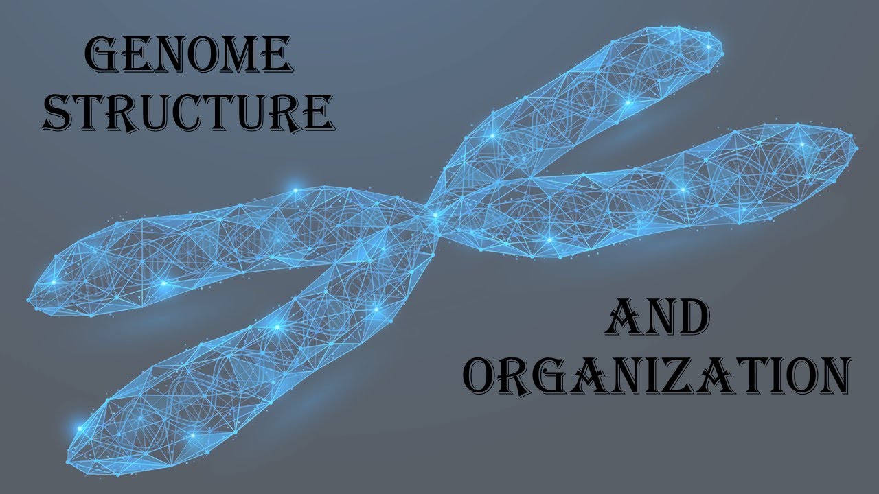 40. Genome Structure and organization | شرح تنظيم الجينوم وهيكله - YouTube