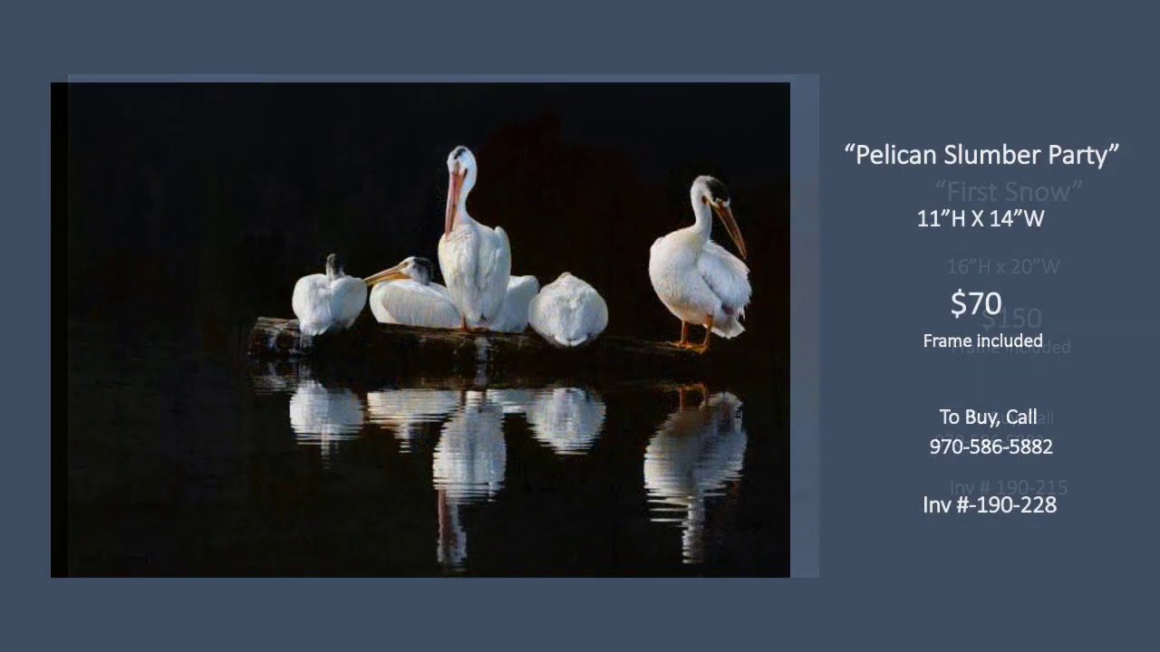 "Celebrate Nature!" Carol Gregory Featured Artist Show - YouTube