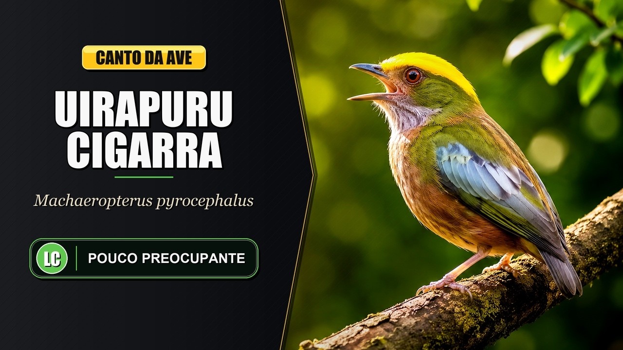 Canto do Uirapuru Cigarra / Dançarino Rosado | Fiery-capped Manakin ...