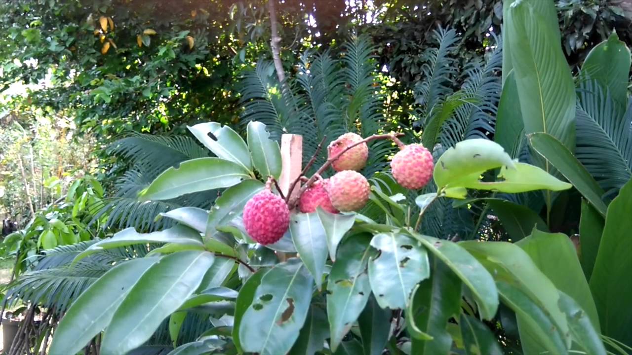Muda de Lichia Emperor já Produzindo - Safari Garden - YouTube