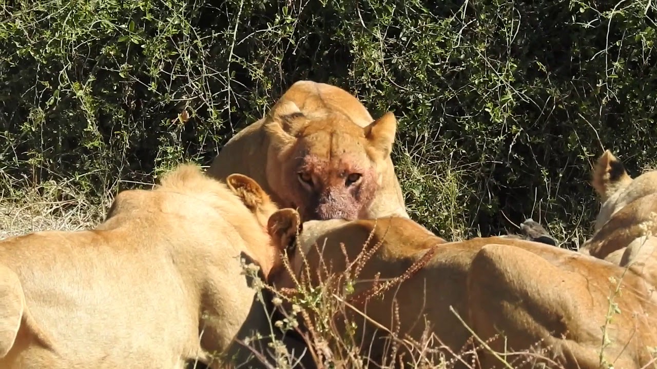 Surprise Lion Attack UP CLOSE! - YouTube