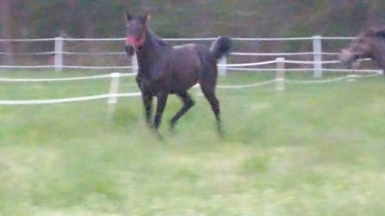 Three yearlings running first spring grass 4/2019(6) - YouTube