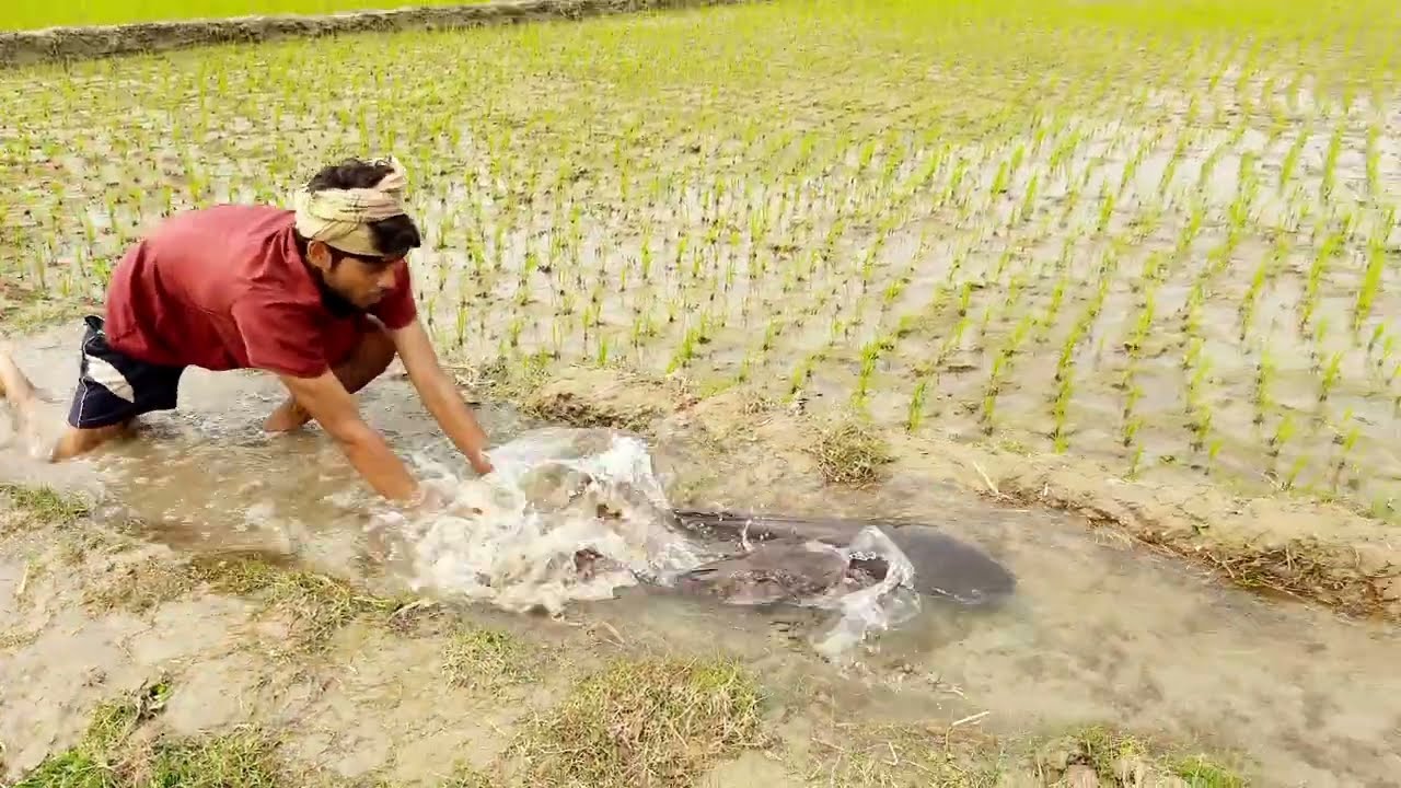 Amazing Fly Fishing In Water Drain 🖤 Village Boys Big Fish Catching ...