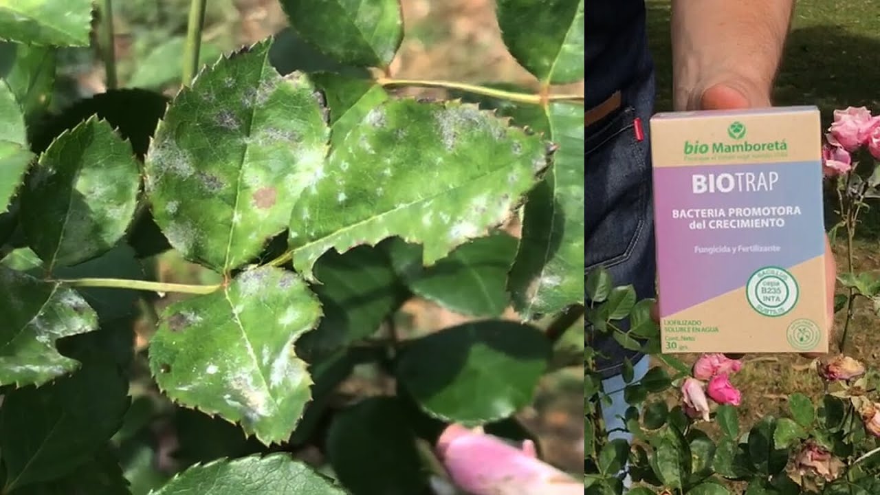 OÍDIO en ROSAL "Else Puolsen" control BIOLÓGICO y NATURAL - YouTube
