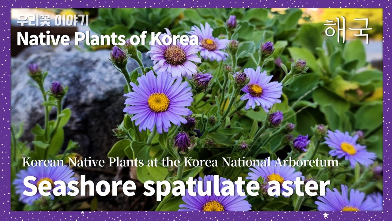 해국 [100.Seashore spatulate aster] Native Plants of Korea - YouTube