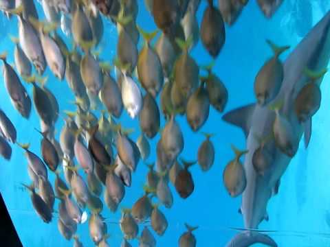 rabbit fish - YouTube