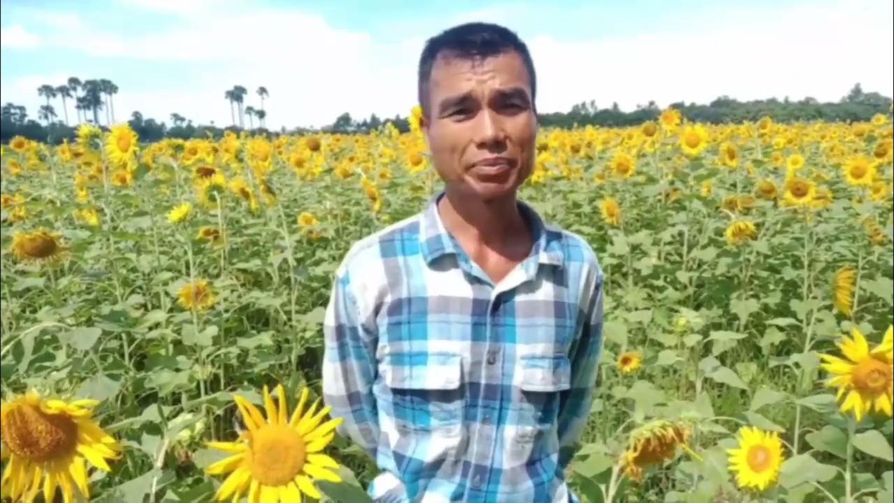 စဉ့်ကိုင်မြို့နယ်တွင် ရေဆင်း ၁ စပ်မျိုး ဆီထွက်နေကြာသီးနှံများ အောင်မ