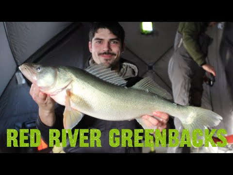 Early Season Greenbacks on the Red River!!! - YouTube