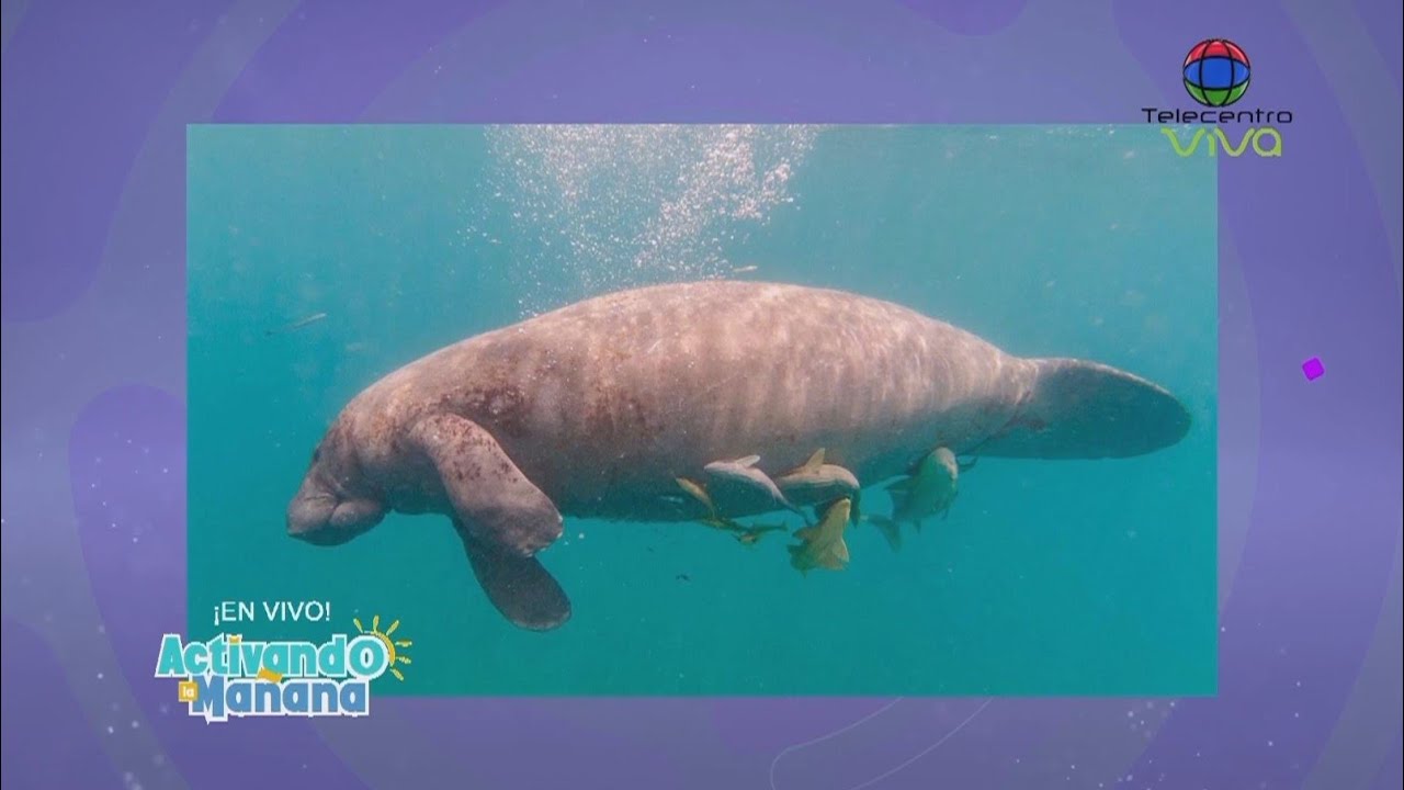 Manati Juanita murió de un infarto | Activando la Mañana - YouTube