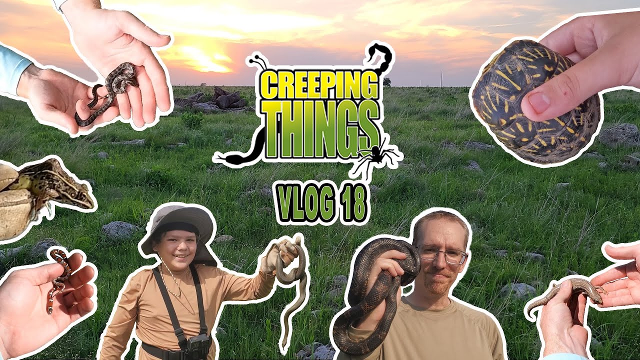 Creeping Things Vlog 18! - YouTube