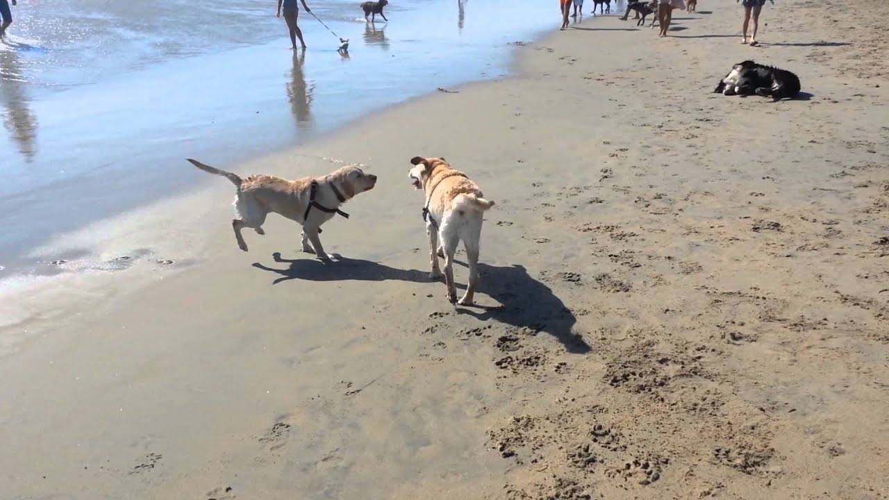 Dog Tackle - YouTube