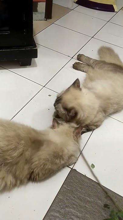 kucing mabuk catnip #shorts - YouTube