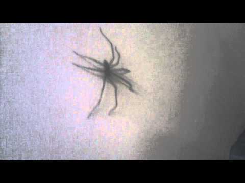 Trechterspin op muur van keldertrap - YouTube