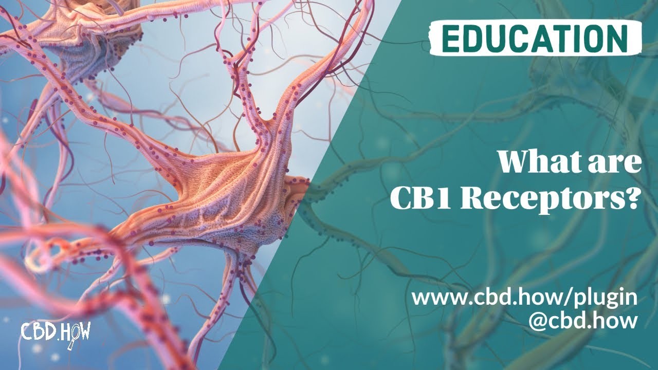 What are CB1 Receptors? - YouTube