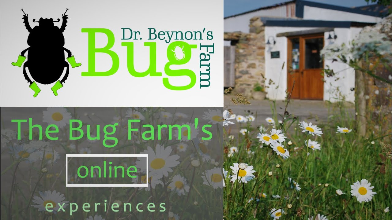 The Bug Farm Online Experiences - YouTube