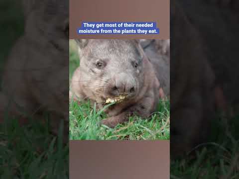 International Wombat Day | San Diego Zoo #shorts - YouTube