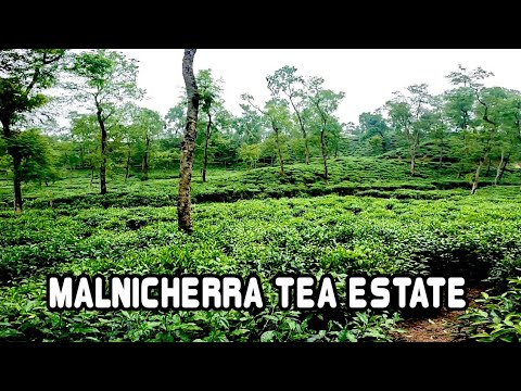 MALNICHERRA TEA ESTATE# SYLHET- BANGLADESH. - YouTube