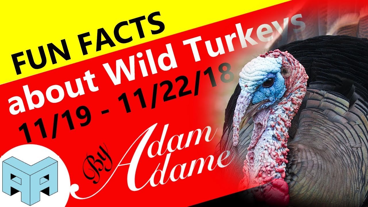 Fun Facts about Wild Turkeys - YouTube