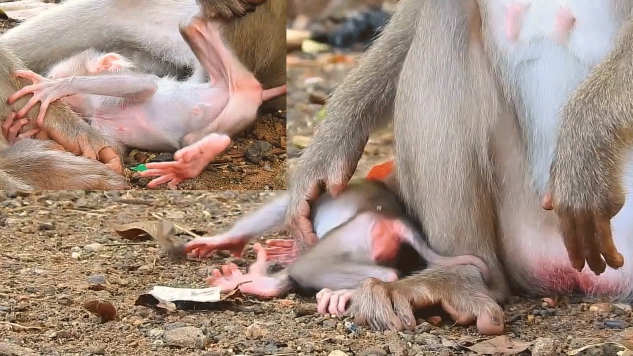 OHH M GOD! w.eak baby monkey after mother re-fuses milk - YouTube